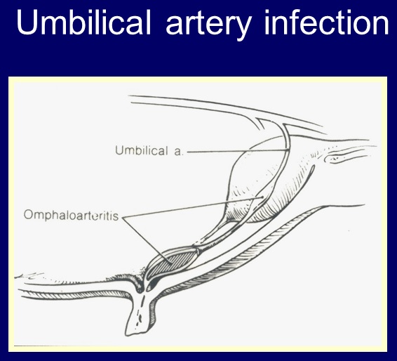 IHMC Public Cmaps (3)
